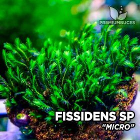 Bucephalandra "Cherry Mini" 🛒 - PremiumBuces
