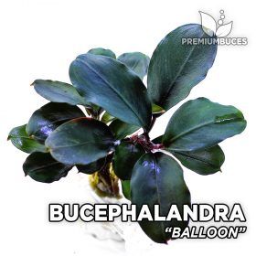 Bucephalandra "Cherry Mini" 🛒 - PremiumBuces