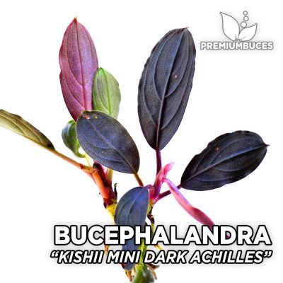 Bucephalandra "Cherry Mini" 🛒 - PremiumBuces