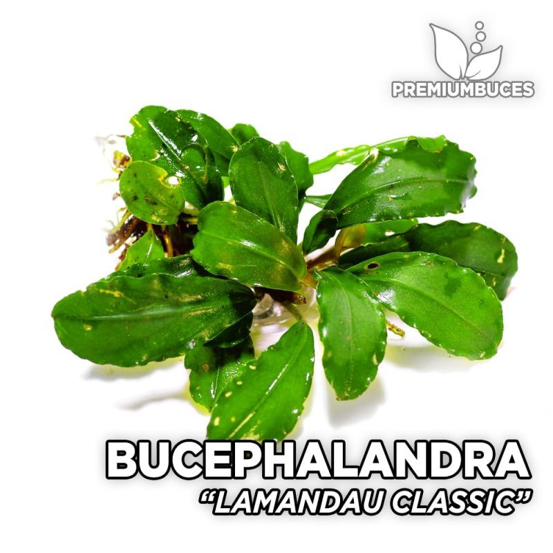 Bucephalandra "Angel Tears" - PremiumBuces