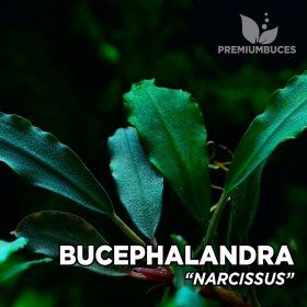 Bucephalandra "Cherry Mini" 🛒 - PremiumBuces