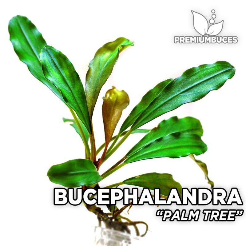 Bucephalandra "Cherry Mini" - PremiumBuces