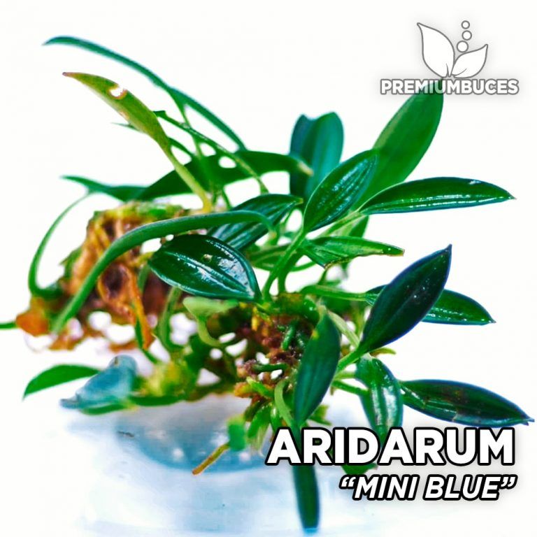 Bucephalandra "Cherry Mini" 🛒 - PremiumBuces