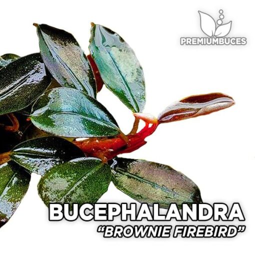 Bucephalandra "Brownie Firebird" 🛒 - PremiumBuces