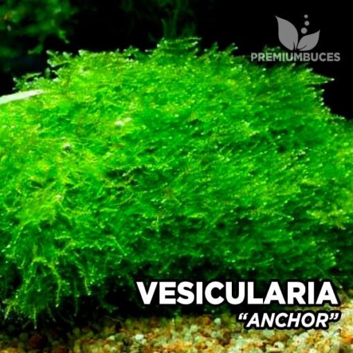 Bucephalandra "Minotaur" 🛒 - PremiumBuces