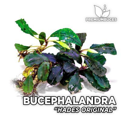 Bucephalandra "Cherry Mini" 🛒 - PremiumBuces