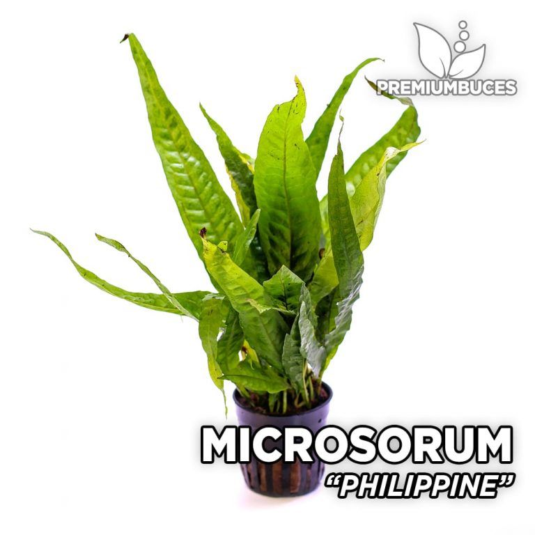 Microsorum sp. "Philippine" 🛒 - PremiumBuces