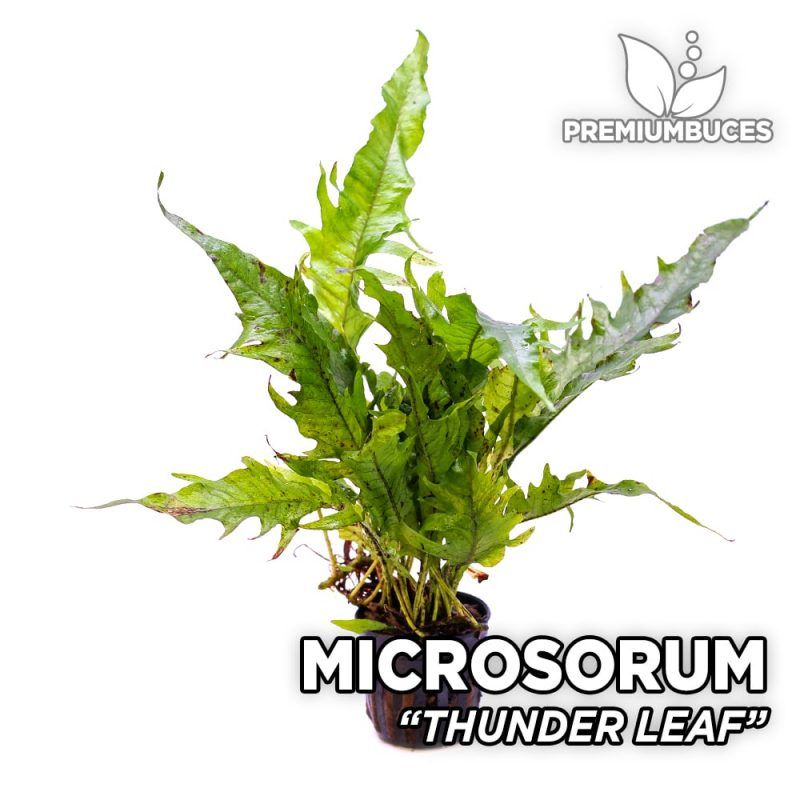 Microsorum sp. "Thunder Leaf" 🛒 - PremiumBuces