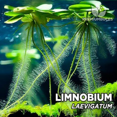 Limnobium Laevigatum 🛒 - PremiumBuces