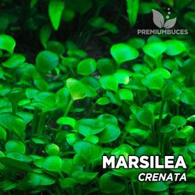 Bucephalandra "Cherry Mini" 🛒 - PremiumBuces