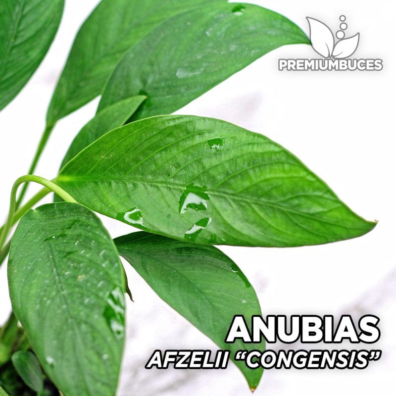 Anubias Afzelii "Congensis" 🛒 - PremiumBuces