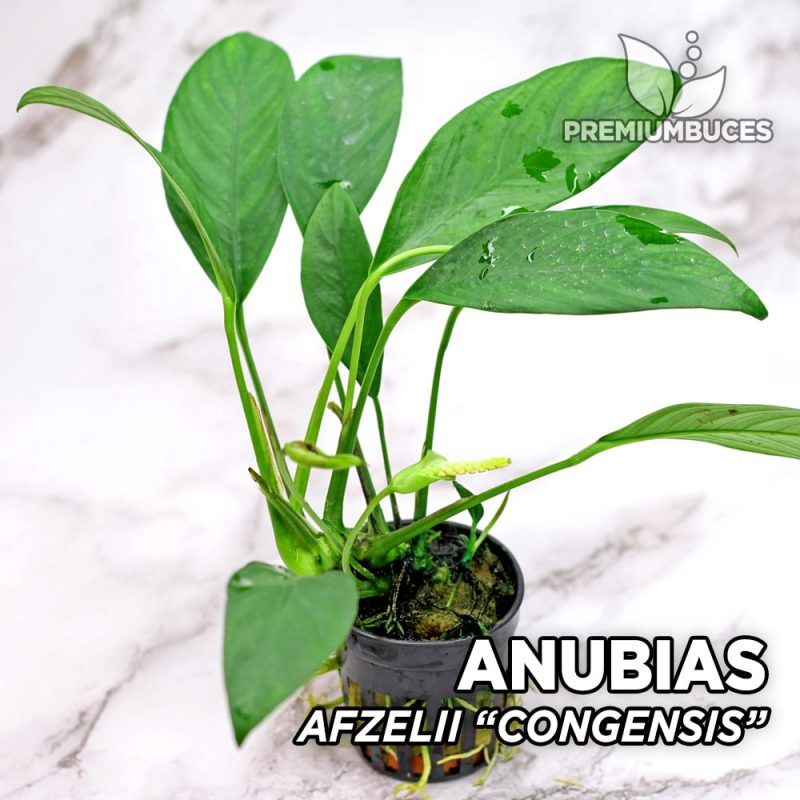 Anubias Afzelii "Congensis" 🛒 - PremiumBuces