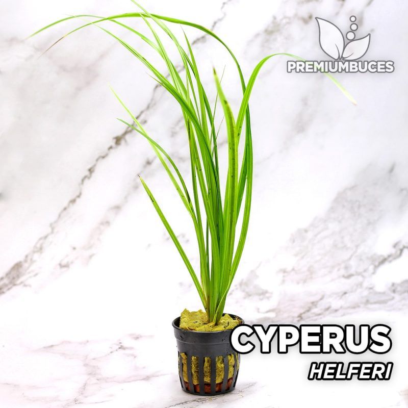 Cyperus Helferi 🛒 - PremiumBuces