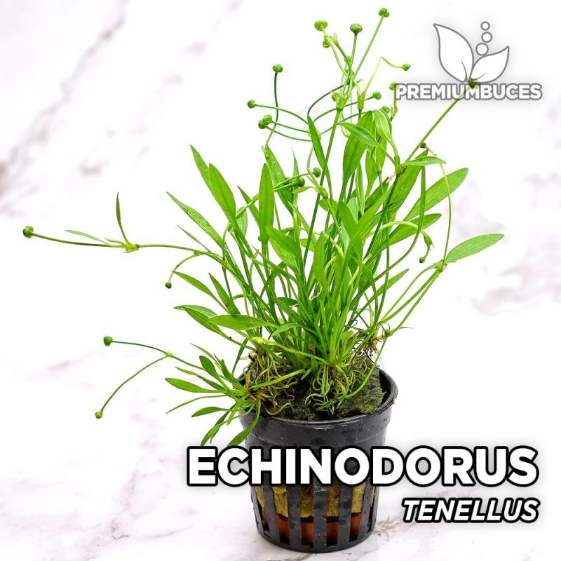 Echinodorus Tenellus (Helanthium Tenellum) 🛒 - PremiumBuces