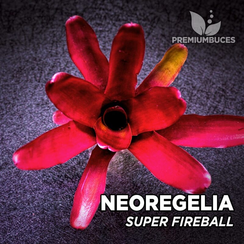 Neoregelia Super Fireball Schultsiana - PremiumBuces
