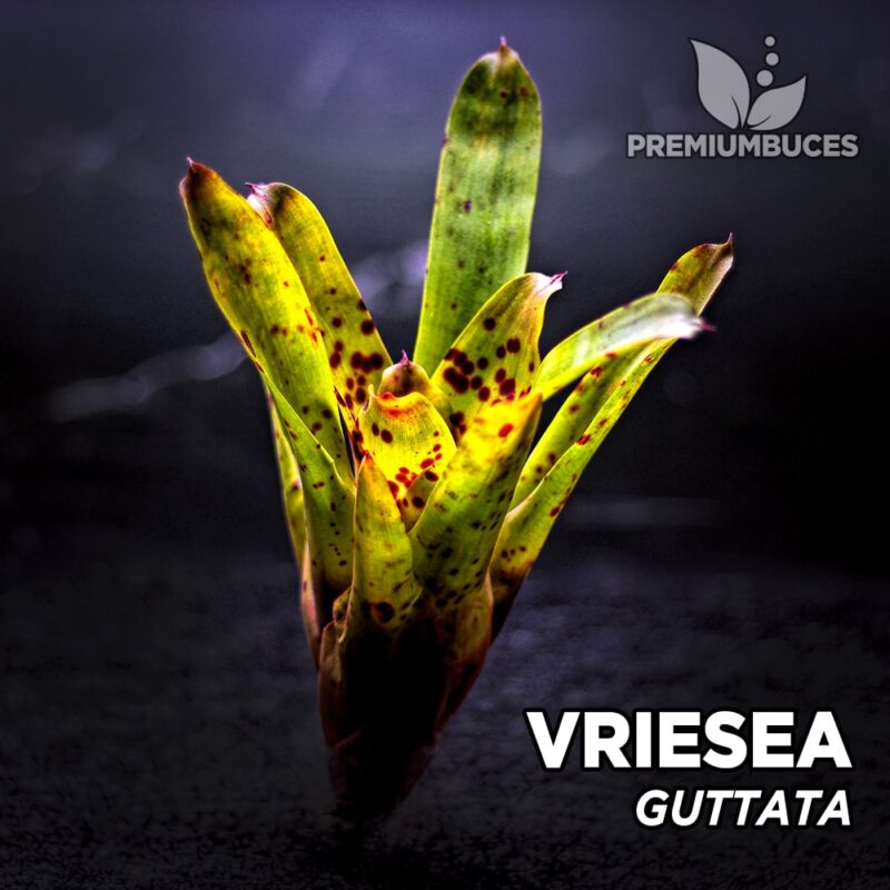 Vriesea Guttata 🛒 - PremiumBuces