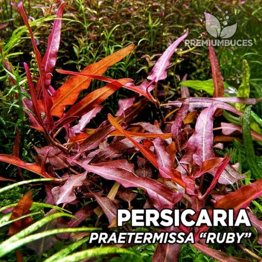 Persicaria Praetermissa "Ruby" 🛒 - PremiumBuces