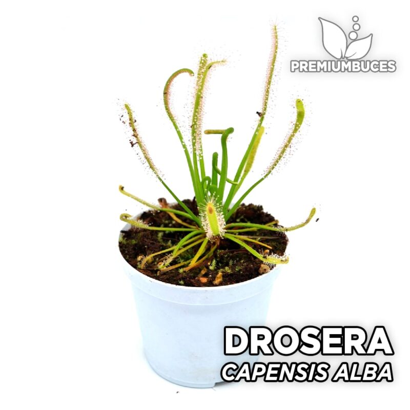 Drosera Capensis Alba 🛒 - PremiumBuces