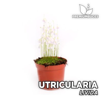 Utricularia Livida 🛒 - PremiumBuces