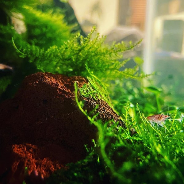 Christmas Moss - Cuidados y Reproducción del Musgo de Acuario