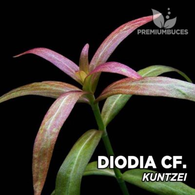 Diodia cf. Kuntzei 🛒 - PremiumBuces