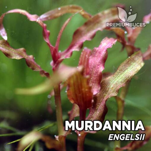 Murdannia Engelsii 🛒 - PremiumBuces