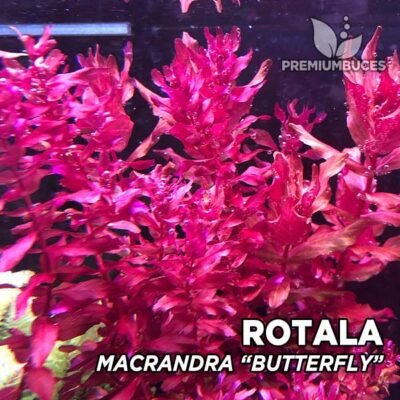 Rotala Macrandra "Butterfly" 🛒 - PremiumBuces