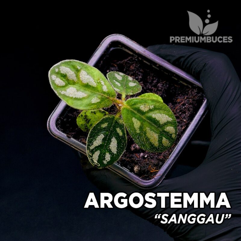 Argostemma Sanggau - PremiumBuces