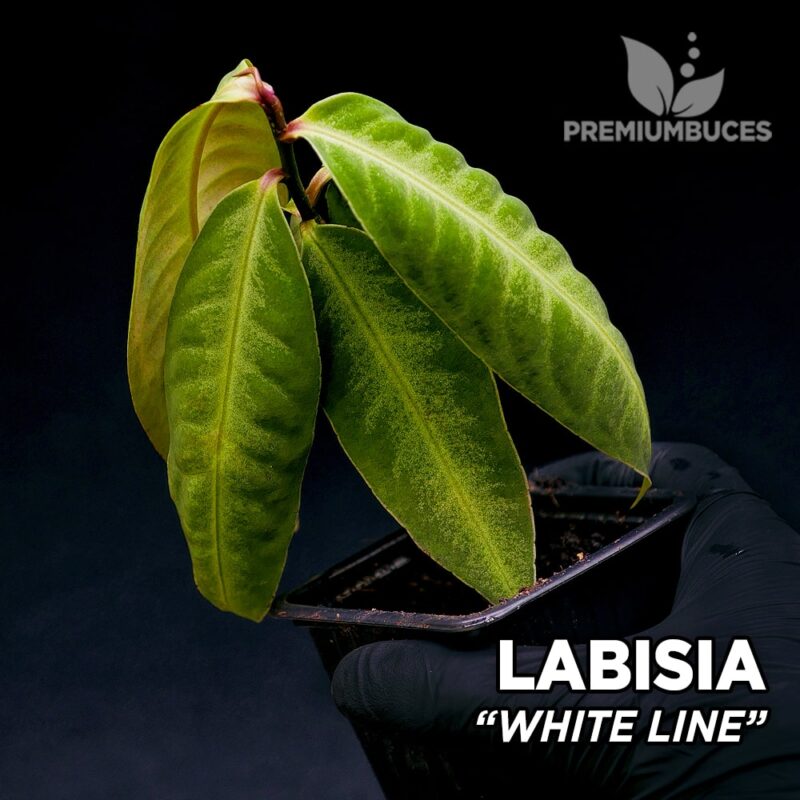 Labisia White Line - PremiumBuces