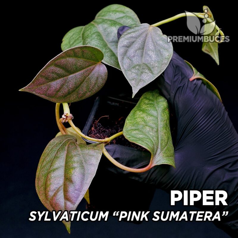 Piper Sylvaticum Pink Sumatera - PremiumBuces